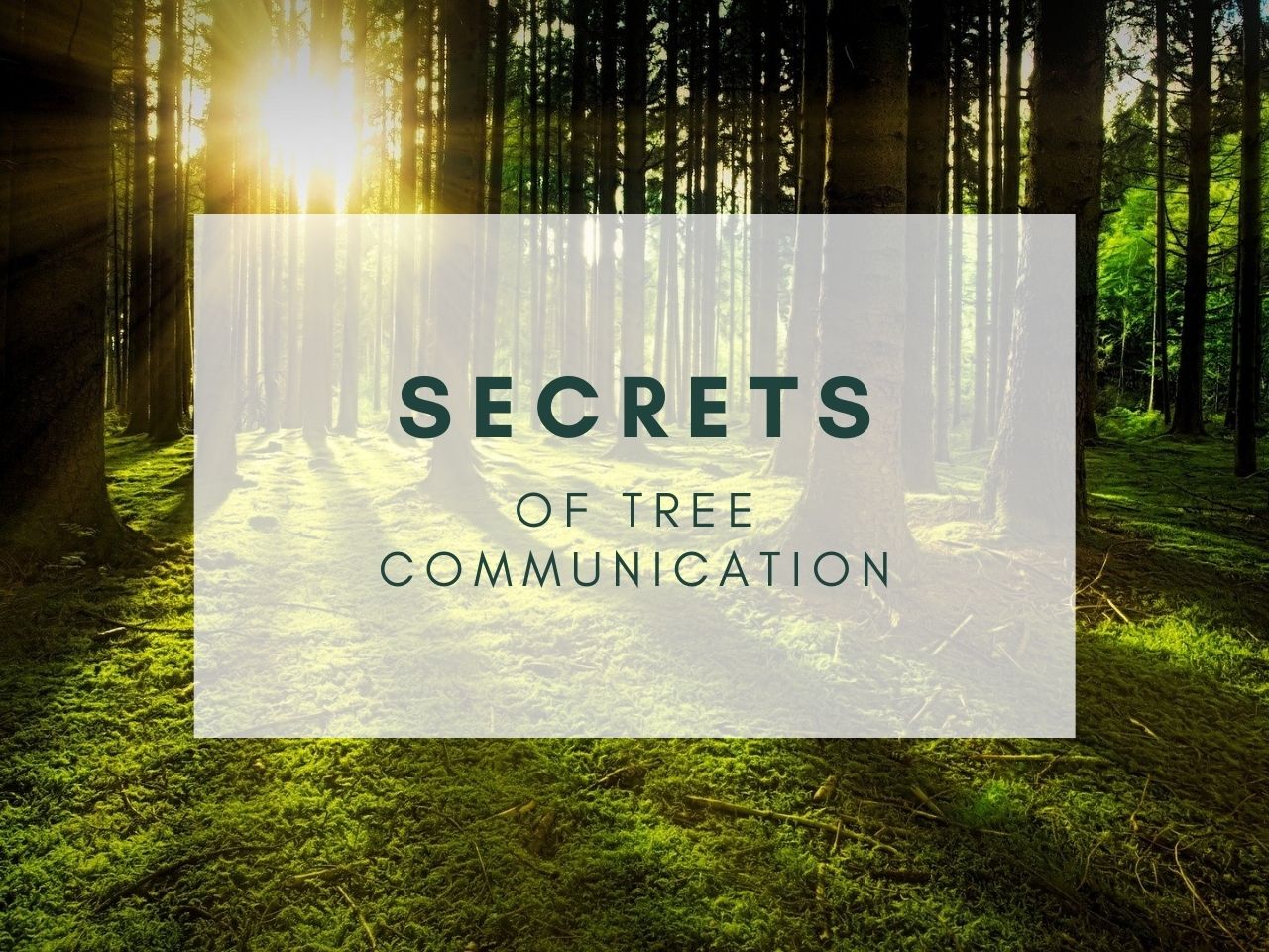 How to Talk to Trees: Communicating With Tree Spirits - Holly Worton