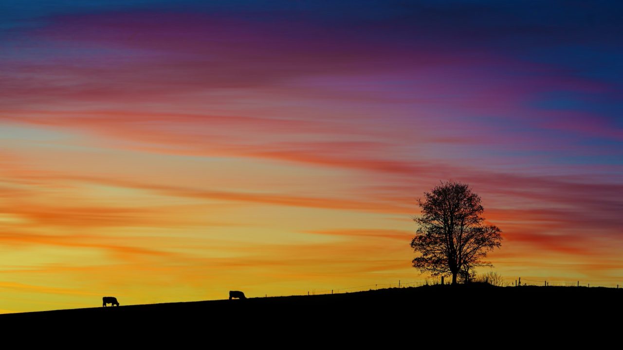 Mourning the Loss of a Dead Tree: How to Cope with the Emotional Impact ...