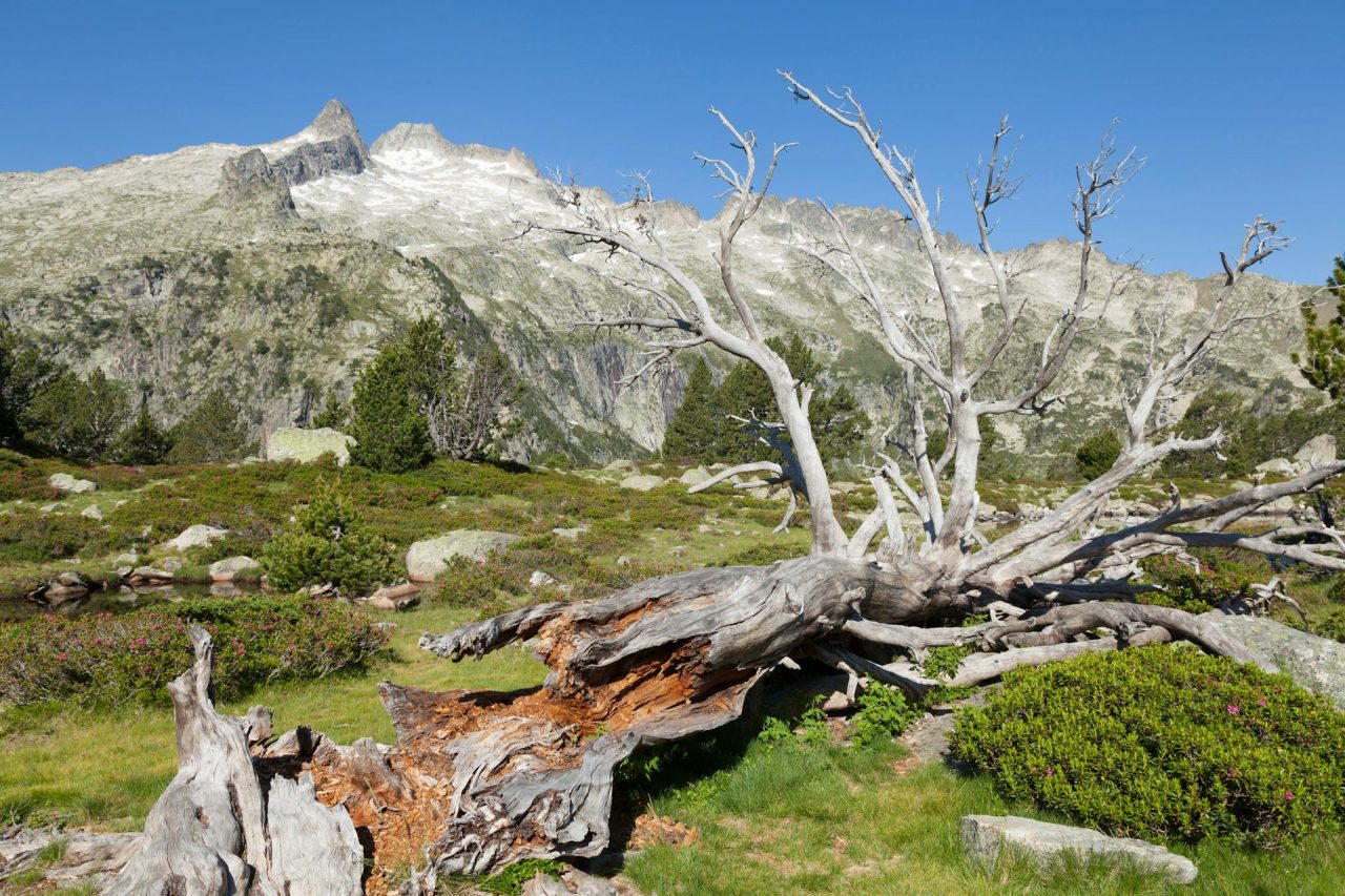 When a Tree Dies, What Happens to its Spirit? - Holly Worton