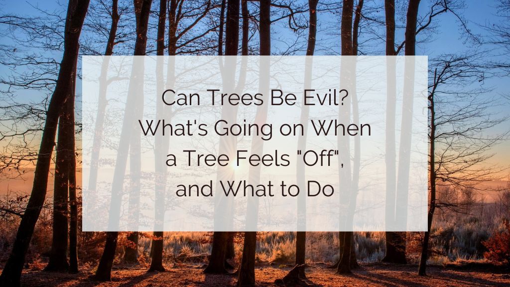 Can Trees Be Evil? What's Going on When a Tree Feels "Off", and What to ...